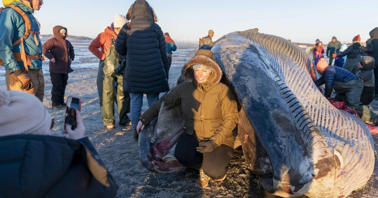 Jutarnji list - Na plaži pronađeno 14 metara dugo tijelo ugroženog kita ...