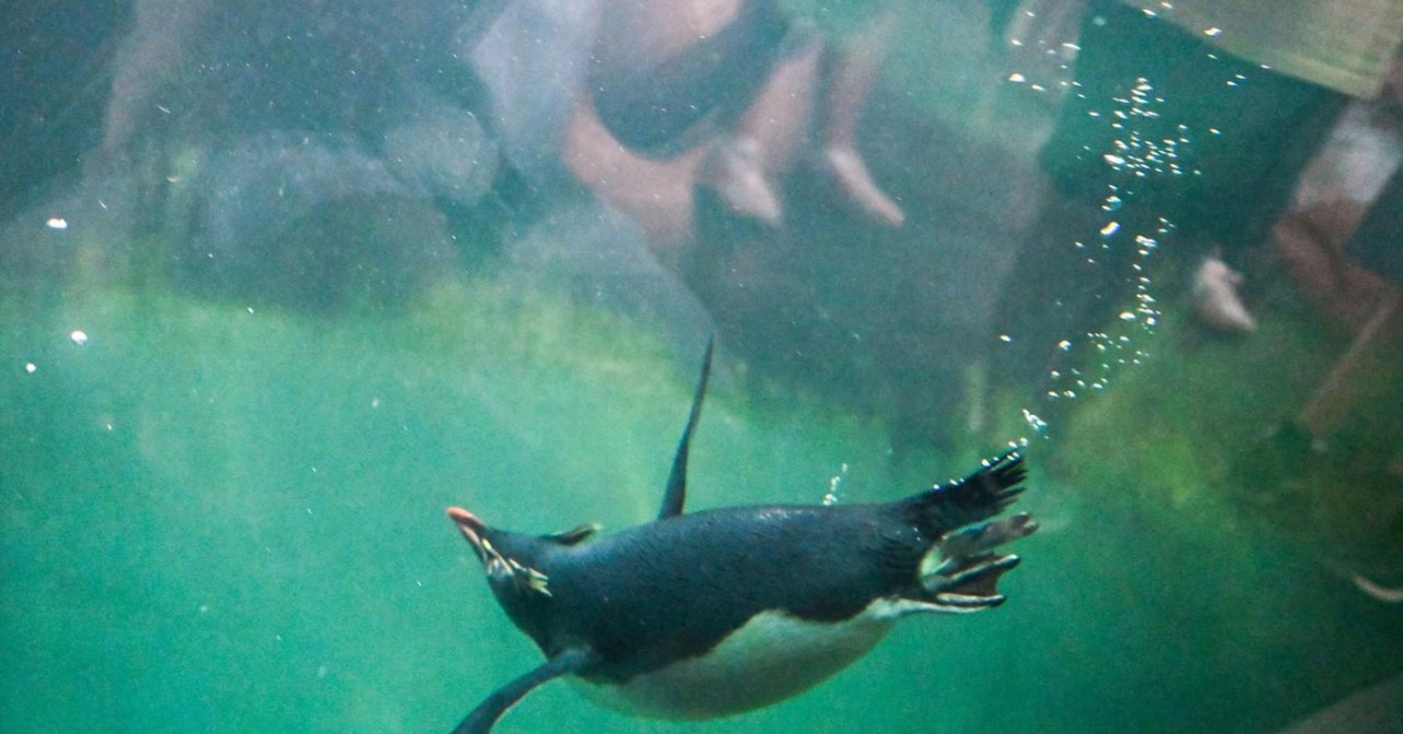 Jutarnji list - Pingvin koji je postao slavan nakon što je slučajno doplivao do Australije ...