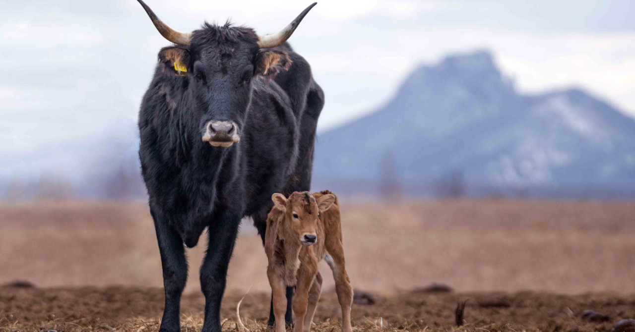 Jutarnji list - Iza 15 kilometara duge ograde krdo je poludivljih ...