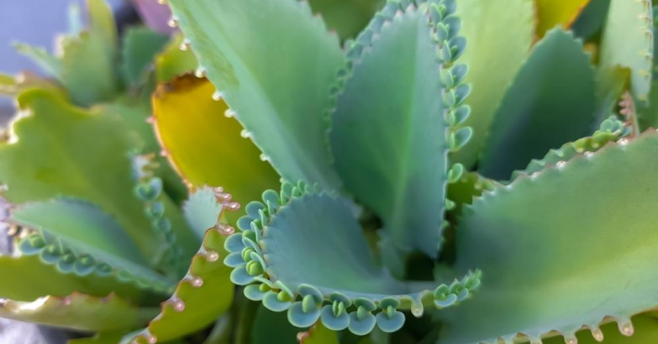 Dom i dizajn - Ovaj sukulent prekrasna je ukrasna, ali i vrlo korisna ...