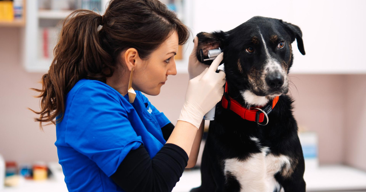 Jutarnji list - Najveća veterinarska grupacija u Hrvatskoj Vetti Group ...
