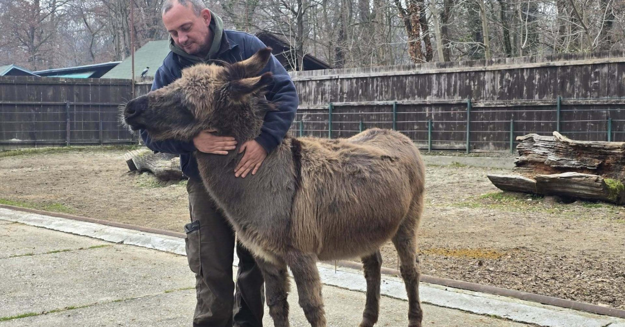 Jutarnji list - Novi stanar zagrebačkog ZOO: On ima najljepše uši u ...