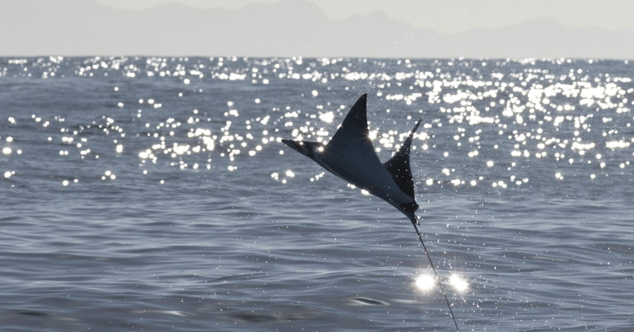 Jutarnji list - Koja je riba najpametnija? Je li to ona s najvećim ...