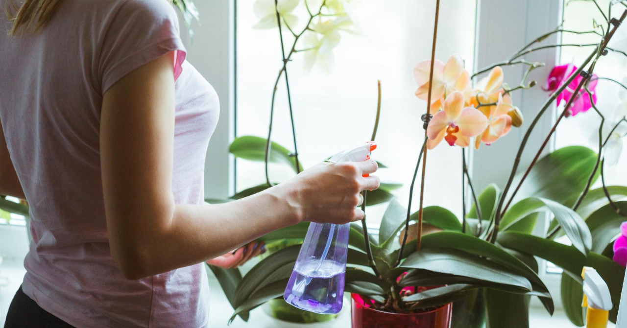 Dom i dizajn - Zalijevajte orhideje i jedarce s ova 2 kuhinjska ...