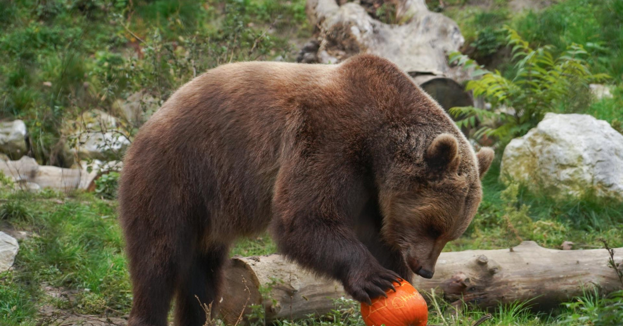 Jutarnji list - Poboljšala se situacija s divljim životinjama u Europi ...