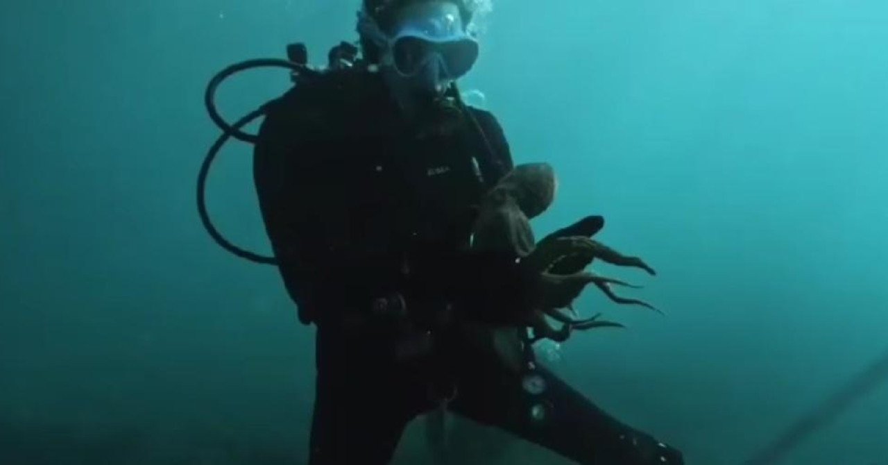 Jutarnji list - Čarobna snimka iz Jadrana: Ronilac i hobotnica se družili, pogledajte tu radost