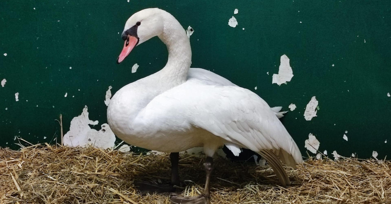 Jutarnji list - Labud koji je izazvao uznemirenost građana preselio u ...