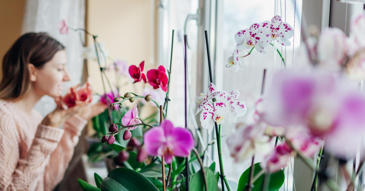 Dom i dizajn - 'Imam 40 orhideja i uvijek cvjetaju: Primjenjujem ovih 5 jednostavnih pravila'