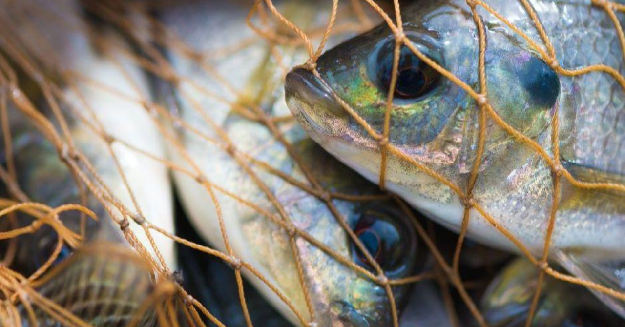 Jutarnji list - Prijatelji životinja: 'Pridnene koće najdestruktivnija ...