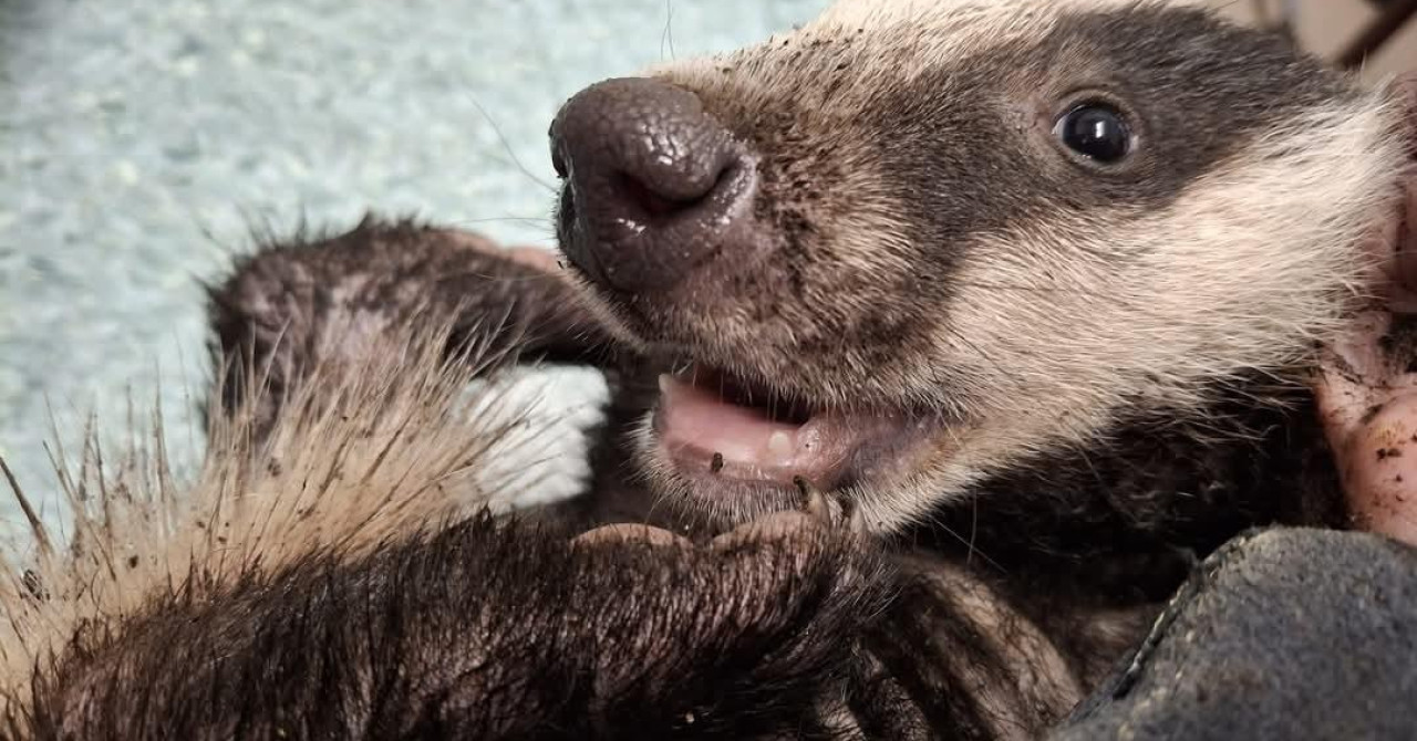 Jutarnji list - Spašen neodoljivi jazavac: Nitko ne zna što se dogodilo ...