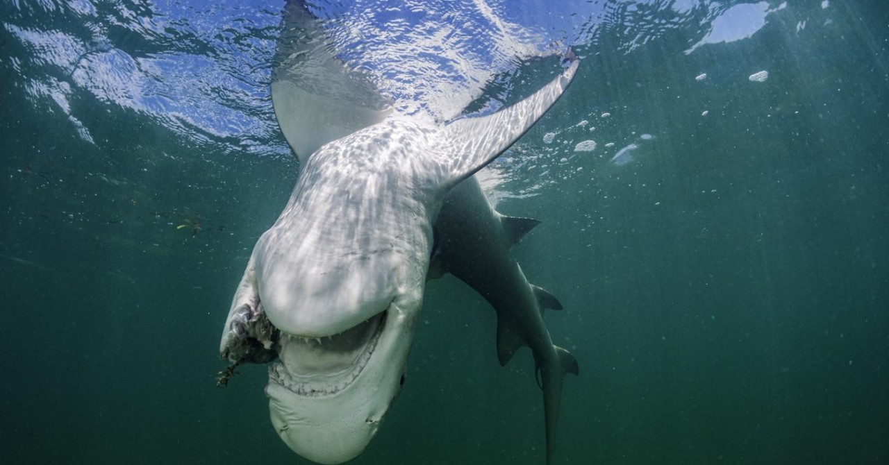 Jutarnji list - Talijanska organizacija poručila: 'Morski psi su ključni za ravnotežu u oceanima ...