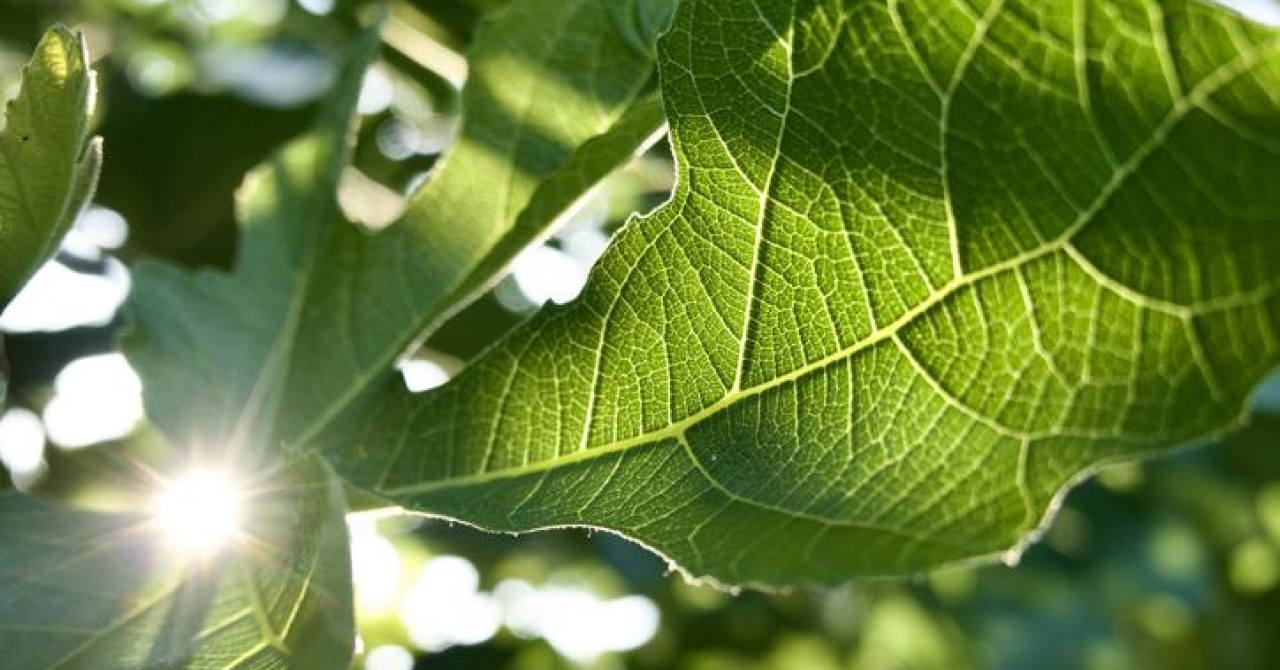 Dom i dizajn - Ljekovita svojstva lista kojeg mnogi imaju u vrtu: Ovaj ...