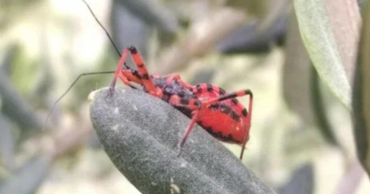 Jutarnji list - Znate li tko je gnjevni kljukasti kukac? Voli gristi ...