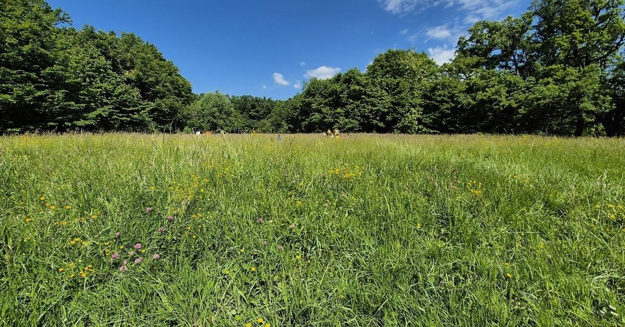 Dom i dizajn - Jeste li ih primijetili? Sve ih je više na poznatoj zagrebačkoj livadi, iz Grada ...