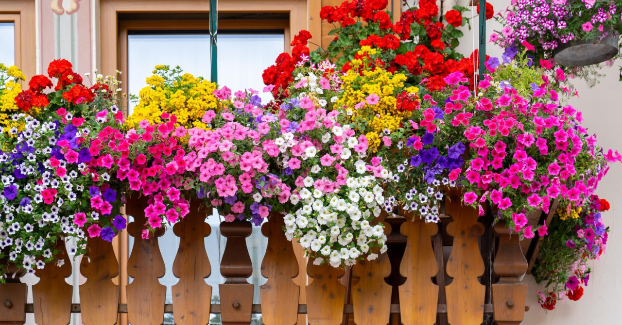Dom i dizajn - 'Moj susjed uvijek ima najljepšu terasu jer cvijeće zalijeva 1 napitkom. Otkada ...