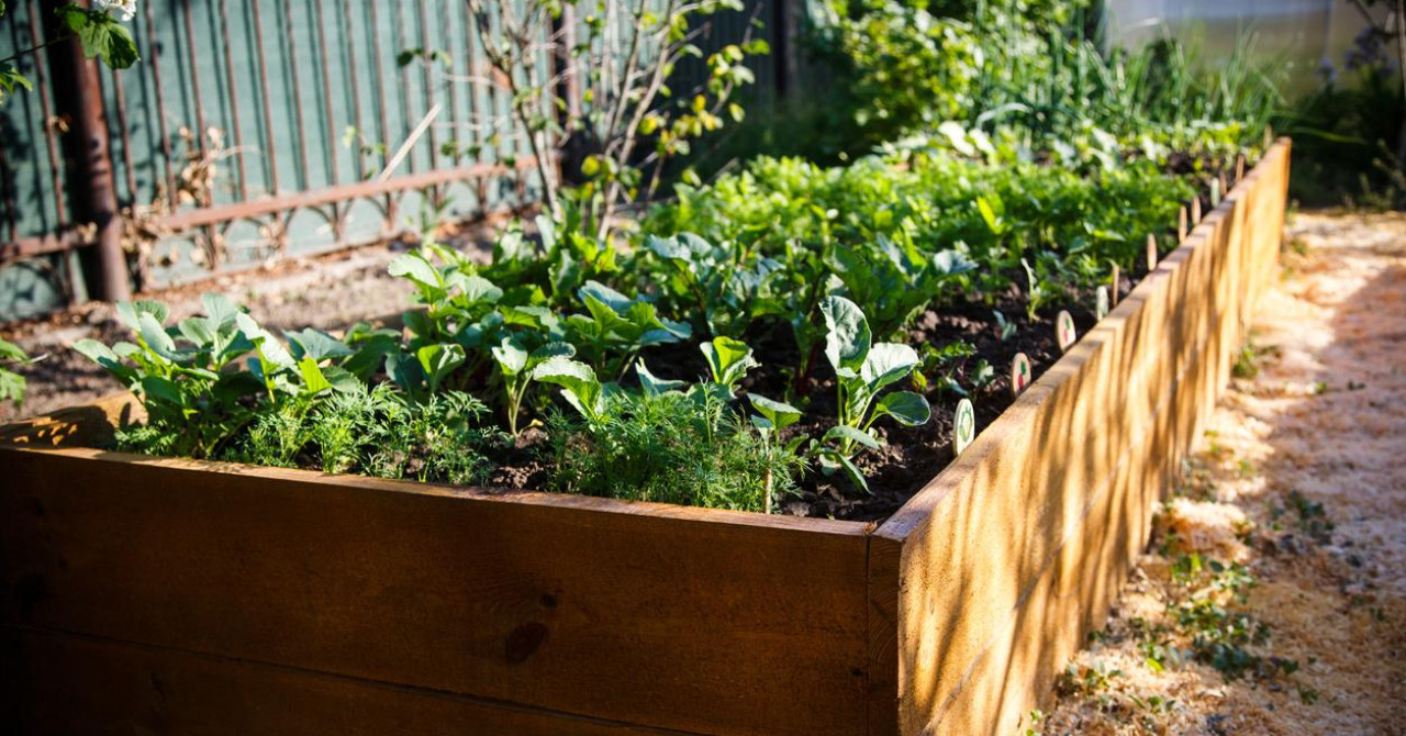Dom i dizajn - Uzgoj vlastitog povrća zvuči jednostavno – posadiš sjeme, zalijevaš i ubireš ...