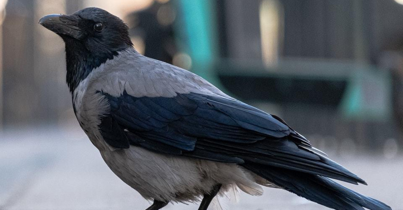 Jutarnji list - Slučaj iz Splita još jednom pokazuje koliko je važno ostati smiren ako se vrana ...