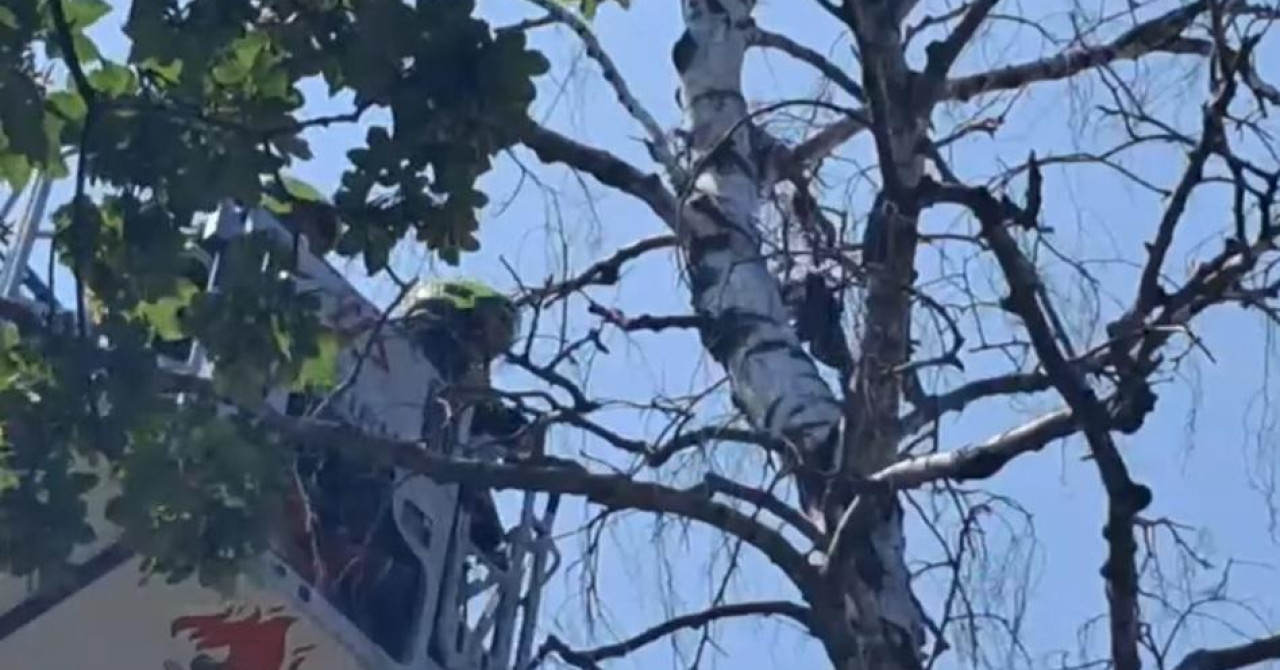 Jutarnji list - Vatrogasci u akciji: U Trnju spašavali mladu vranu koja je visila iz gnijezda