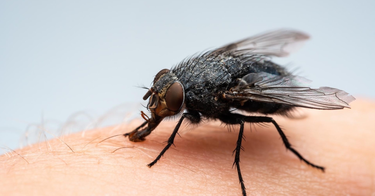 Dom i dizajn - Evo zašto se sve više ljudi protiv muha bori kovanicama ...