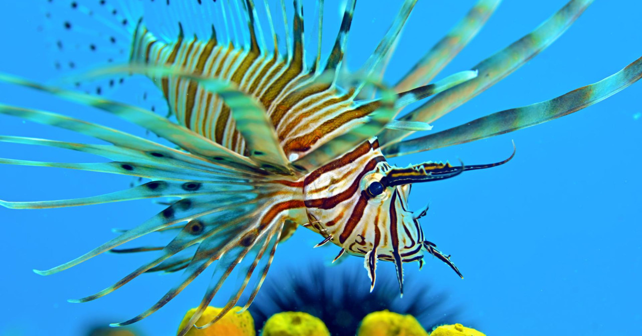 Jutarnji list - Otrovna riba lav: invazivna ljepotica raskošnih peraja ...