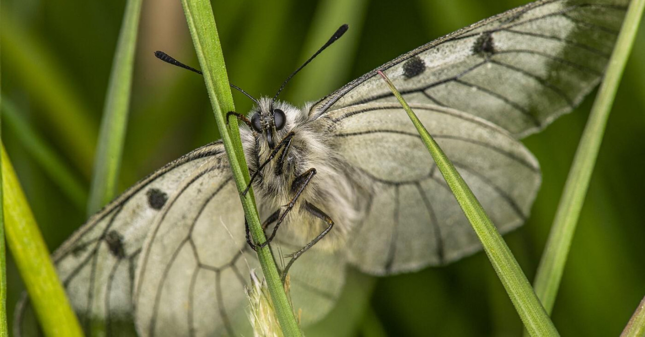 Jutarnji list - Priroda je puna tajni: Upoznajte leptira koji doslovno ...