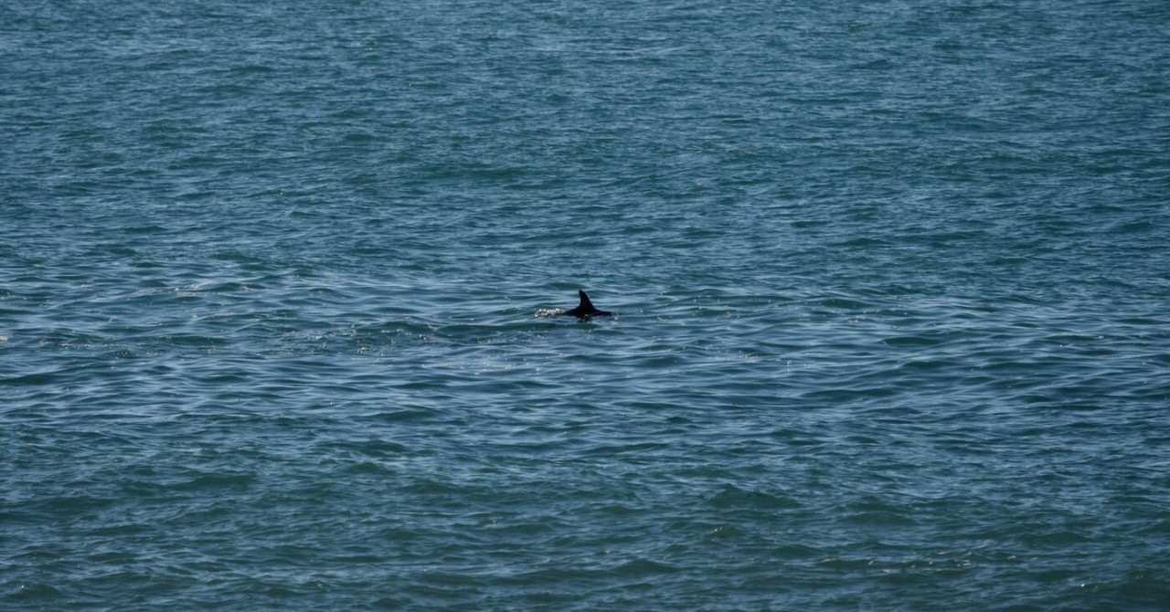 Jutarnji list - Turiste prepala velika riba u Jadranu, mislili su da je ...