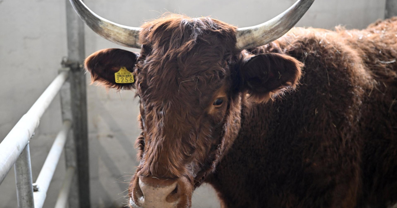 Jutarnji list - Bedrenica ponovno prijeti: Inspekcija uvodi stroge mjere na pogođenim područjima