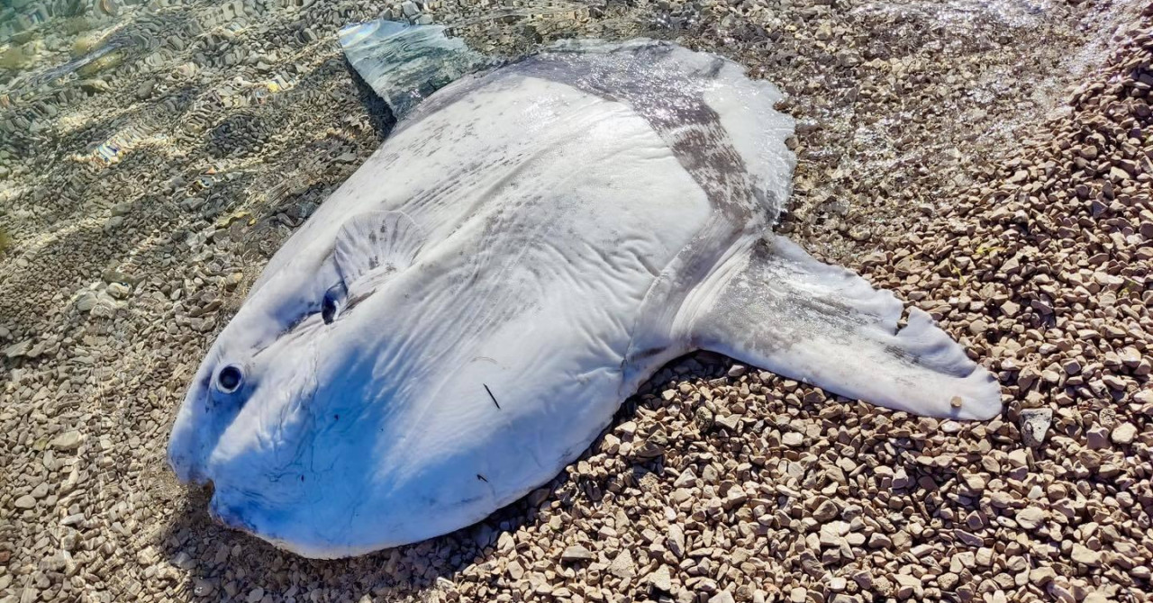 Jutarnji list - More izbacilo tajnovitog stanara Jadrana na plažu kod ...