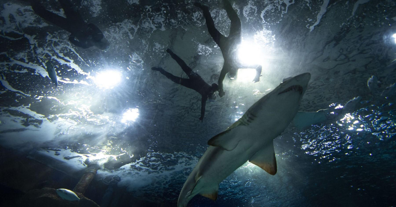 Jutarnji list - Domaći stručnjak: Evo kako su Ralje promijenile naš ...