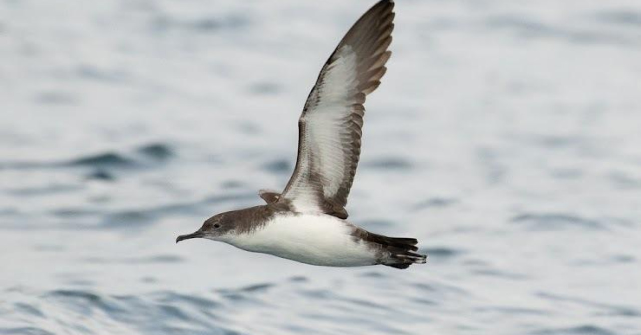 Jutarnji list - Gregula skriva tajne jadranskih otoka: Mali albatros ...