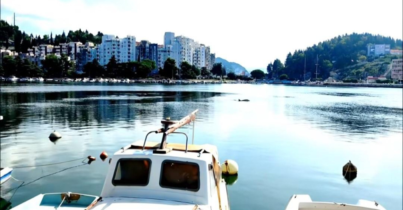 Jutarnji list - Dupini očarali Ploče: Neočekivani gosti svakodnevno plijene pažnju