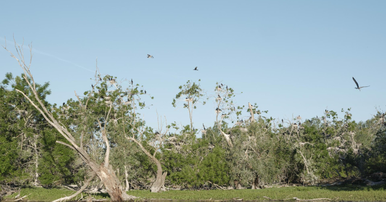 Jutarnji list - U dolini Neretve snimljen vuk? Stručnjak: 'Ovo ponašanje je zaista neobično'