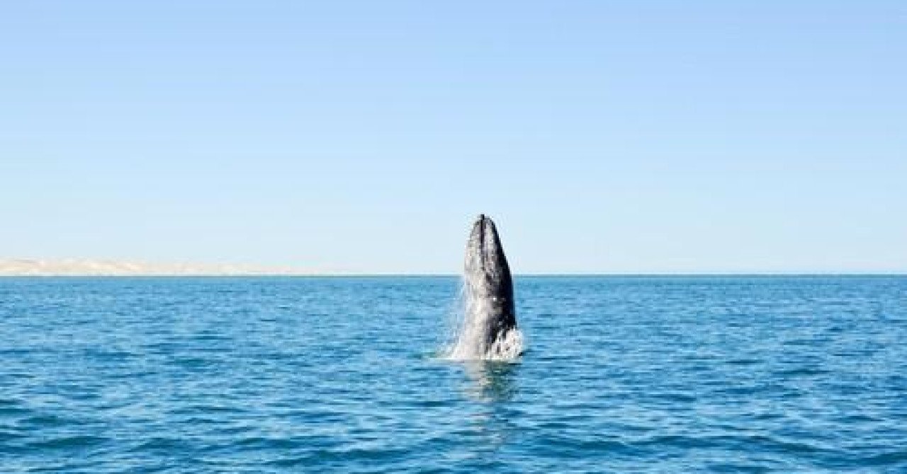 Jutarnji list - Tek nedavno su otkriveni, a već nestaju: Ostalo ih je ...