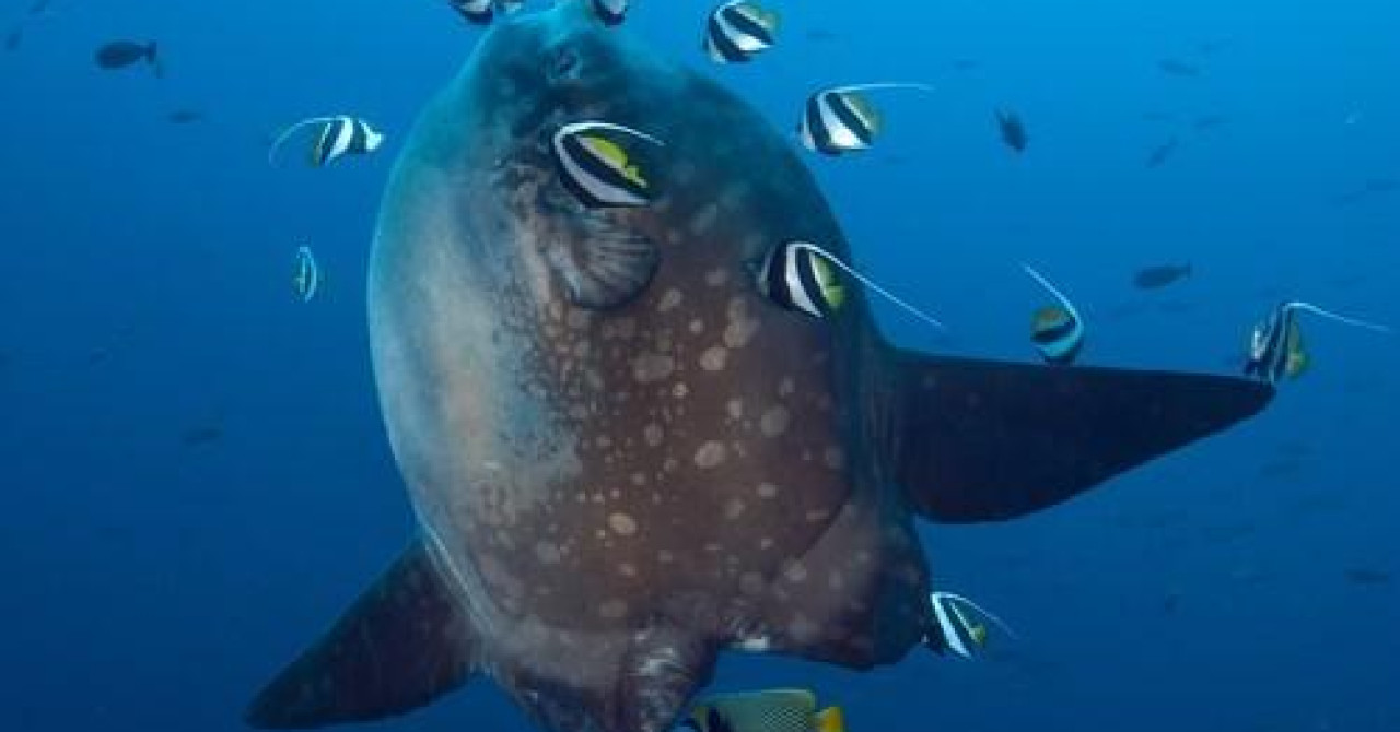 Jutarnji list - Čudesni prizori: Profesionalni ronilac snima susrete s ...