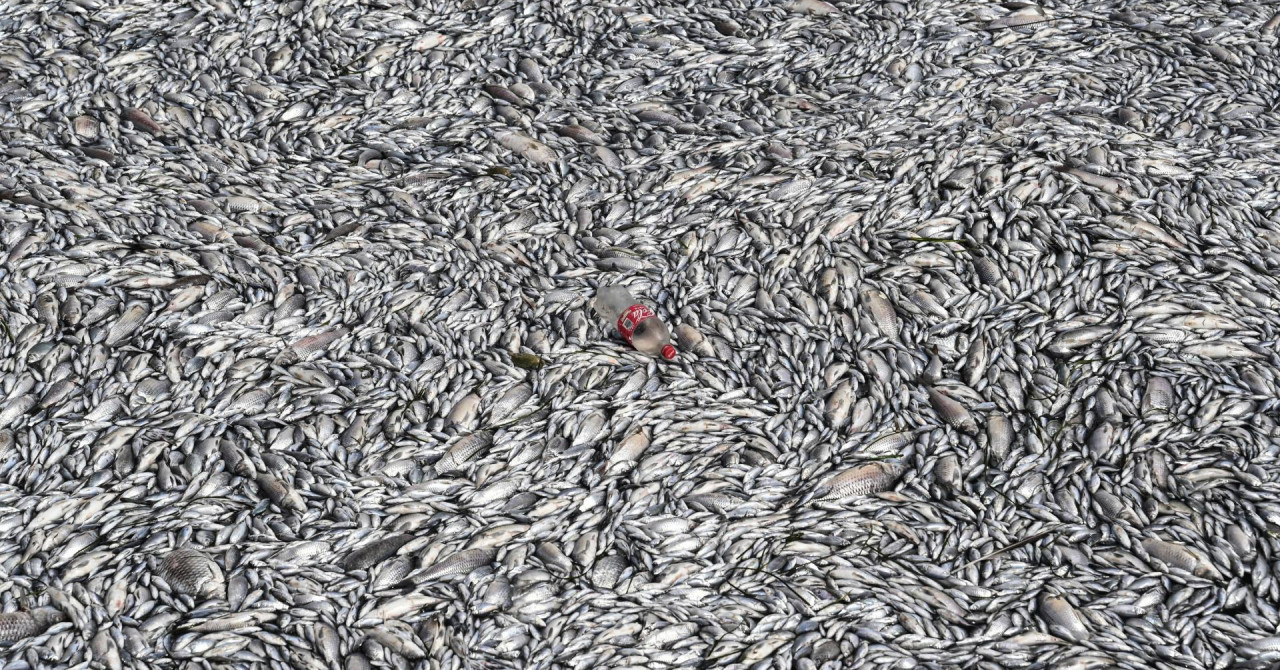 Jutarnji list - Masovni pomor ribe razotkriva ekološku krizu kod ...