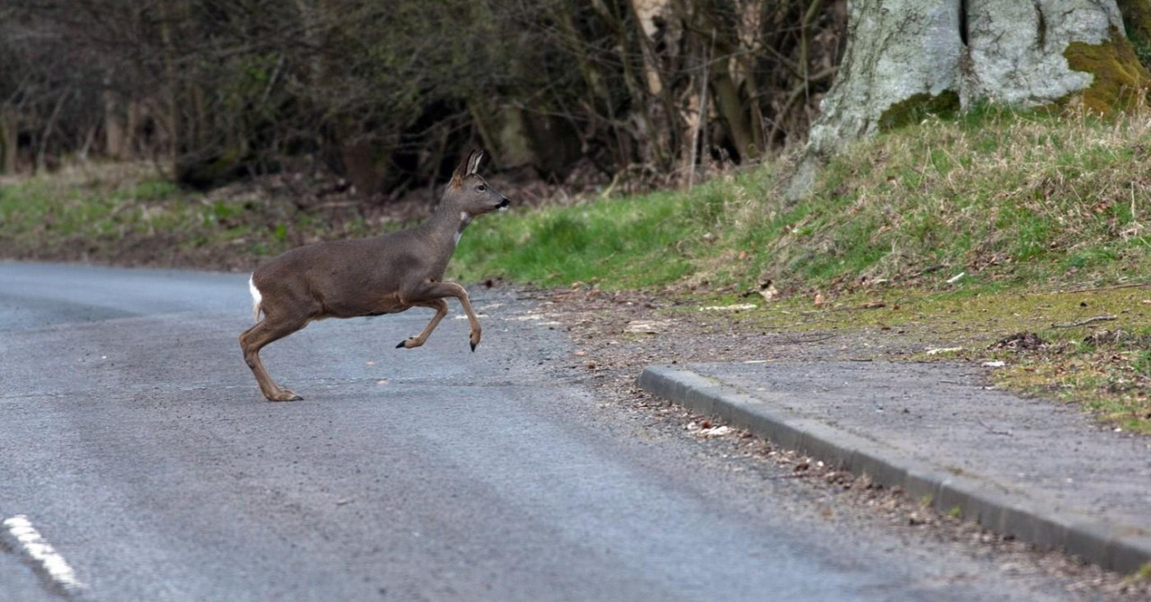 Jutarnji list - Srna stradala kad je na nju naletio električni romobil na cesti kod Koprivnice
