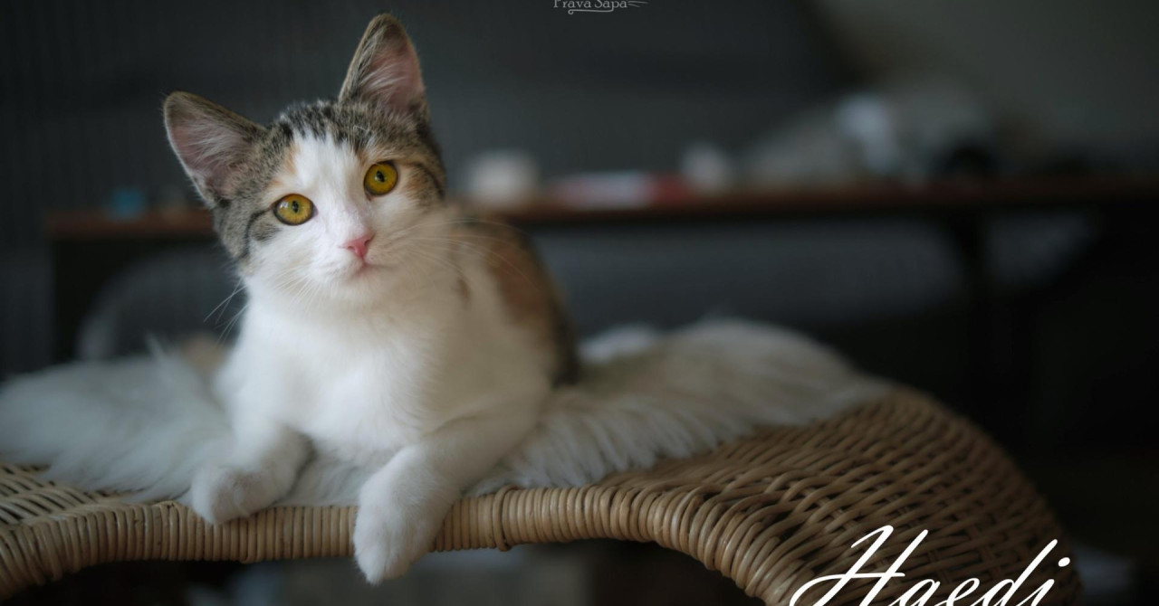 Jutarnji list - Heidi traži dom: Umiljata maca traži ljude koji će je voljeti do kraja njenog života